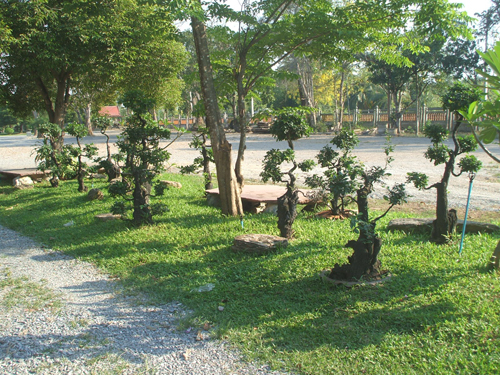 Bonsai Trees in Thailand - Thai Garden Design