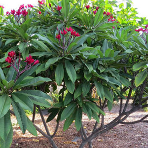 Temple Tree - Plumeria Rubra - Thai Garden Design
