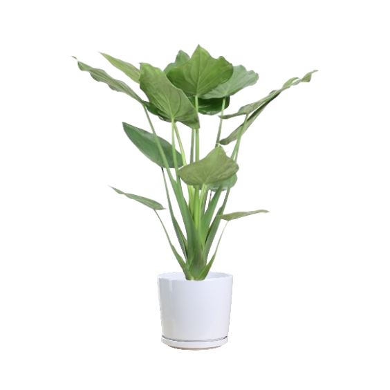 Buddha's Hand Plant - Thai Garden Design