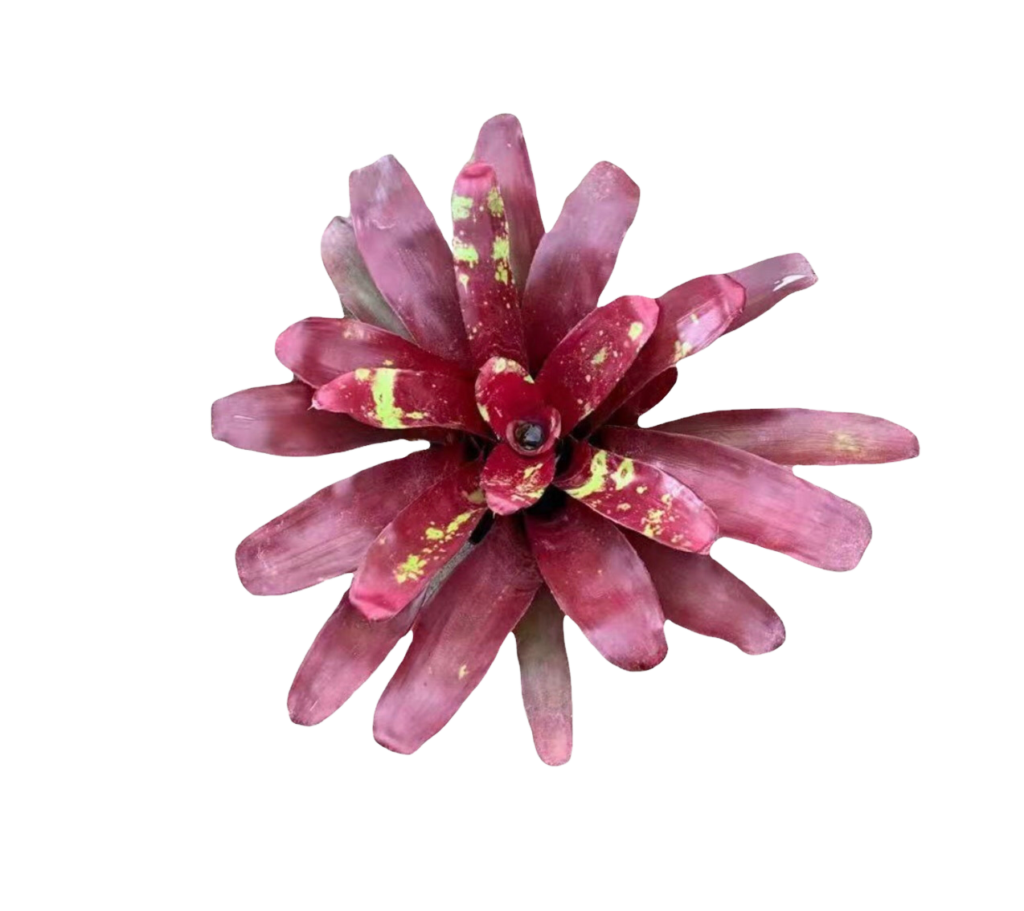 Bromeliad (type 2) - Thai Garden Design