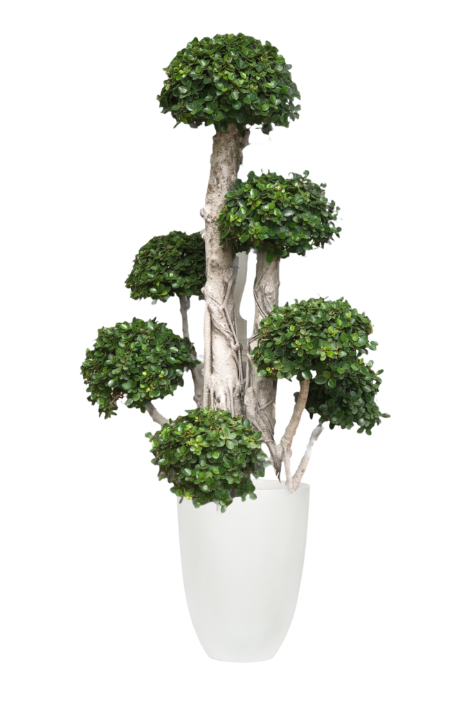 Ficus Annulata - Thai Garden Design