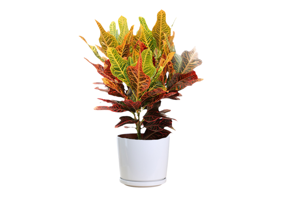 Variegated Laurel (2) - Thai Garden Design