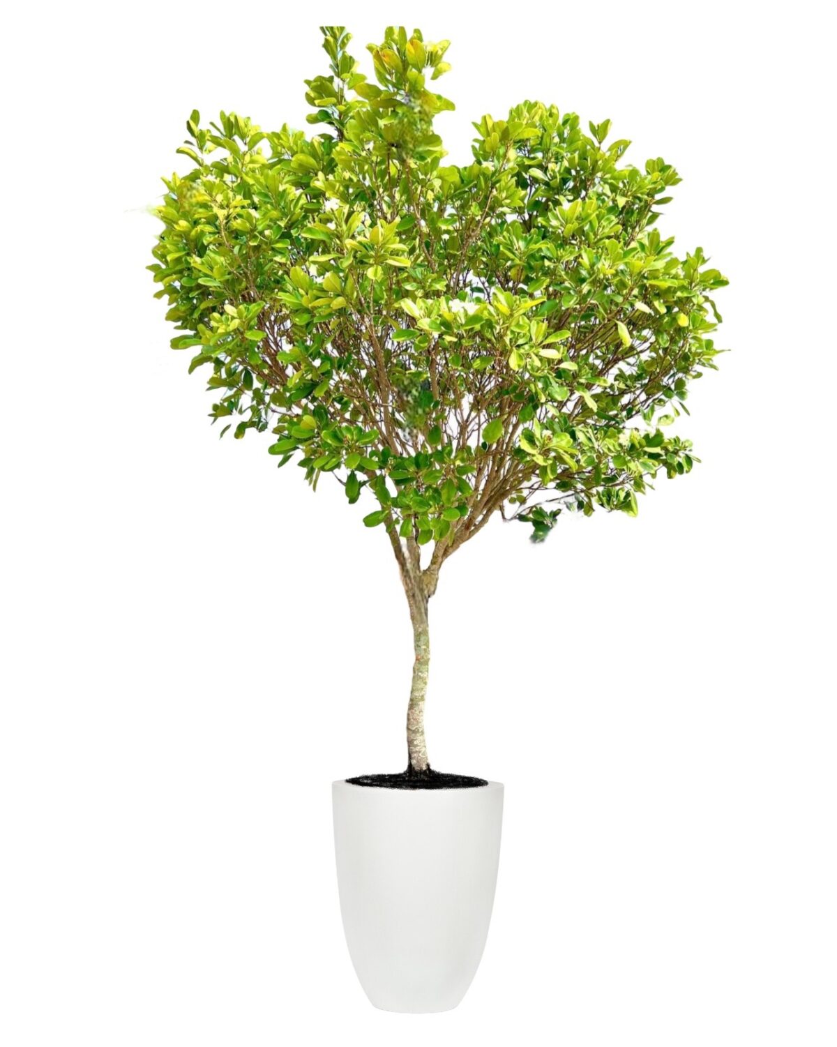 Balsam Apple Tree - Thai Garden Design