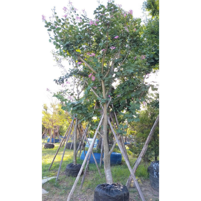 Ironwood Tree - Fagrea fragrans - Thai Garden Design