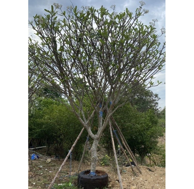 Temple tree - Thai Garden Design