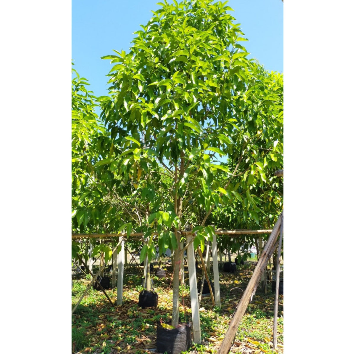 White Champaka Tree - Thai Garden Design