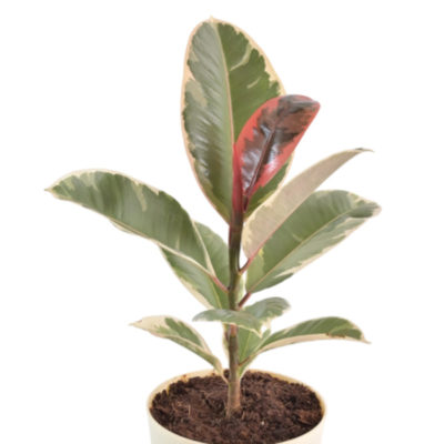 Rubber Plant (Ficus elastica) - Thai Garden Design