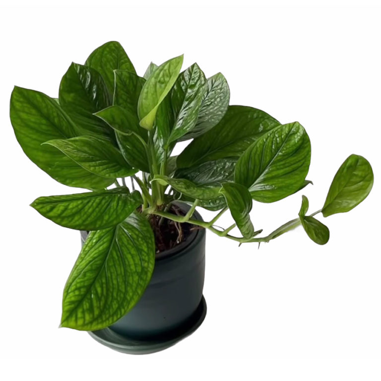 Indoor Aeration Plants Archives - Thai Garden Design