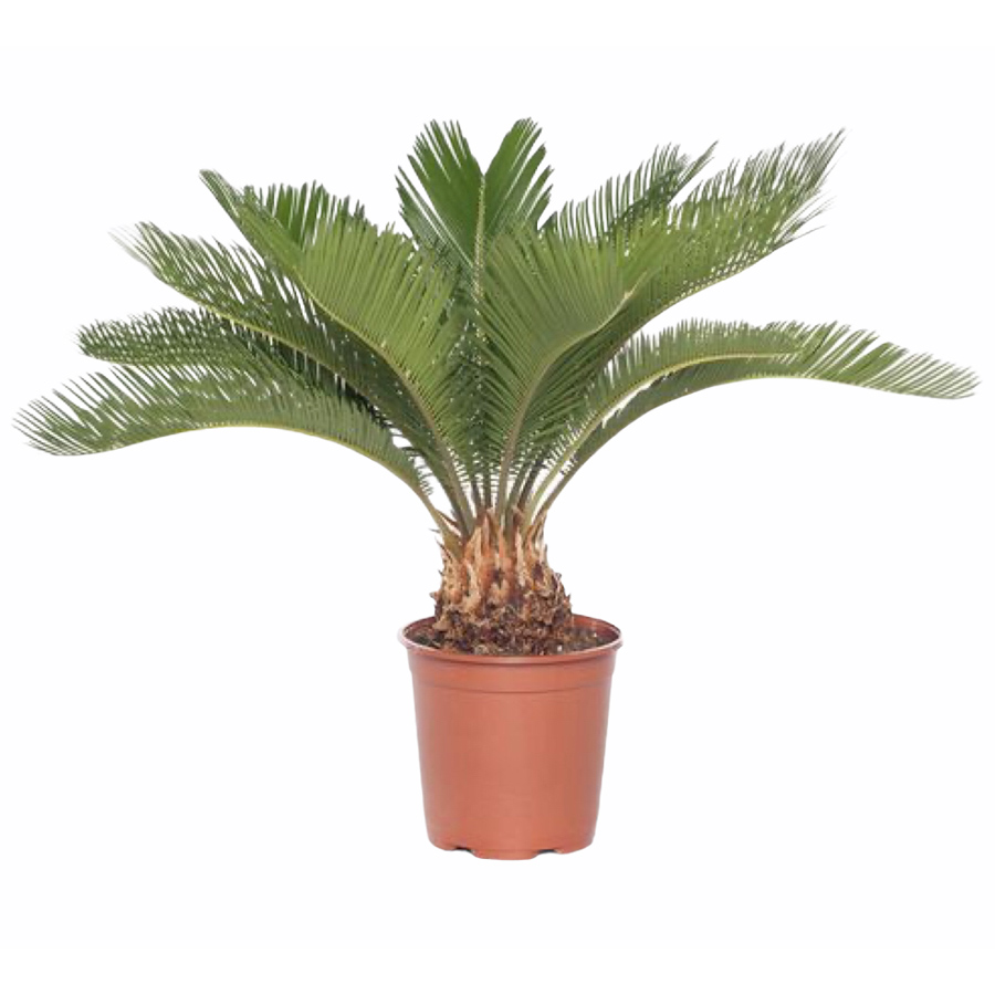 Cycad - Sago Palm - Thai Garden Design
