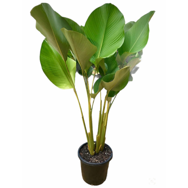 Calathea Lutea - Cuban Cigar Plant - Thai Garden Design