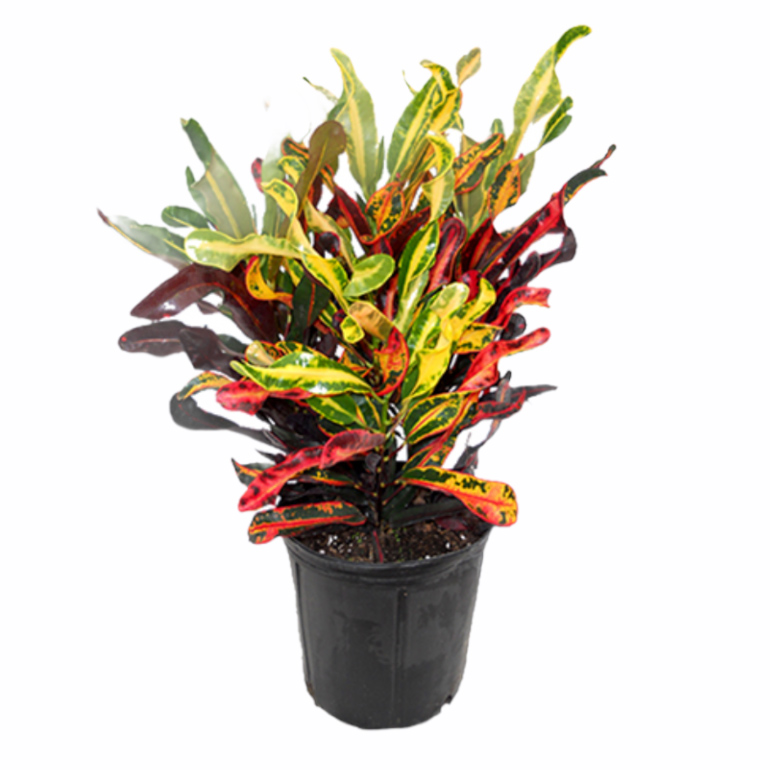 Variegated Laurel - Thai Garden Design