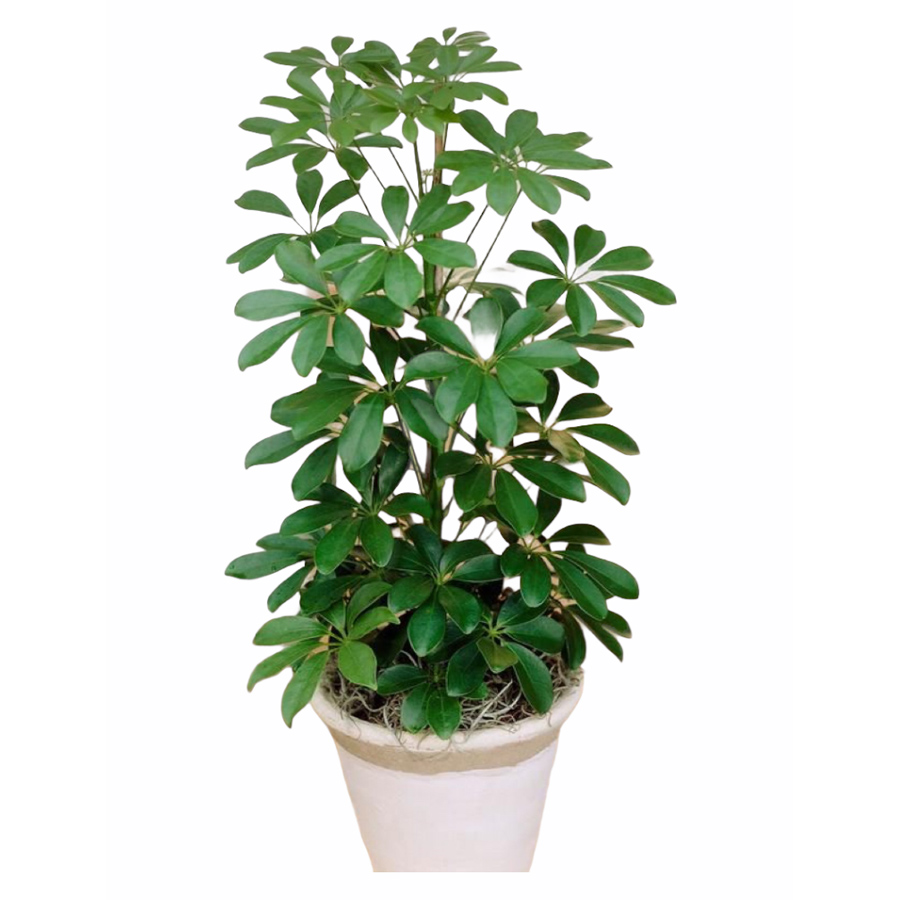 Octopus Plant - Thai Garden Design