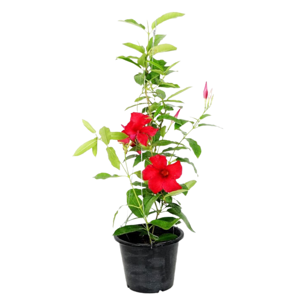 Allamanda Thai Garden Design