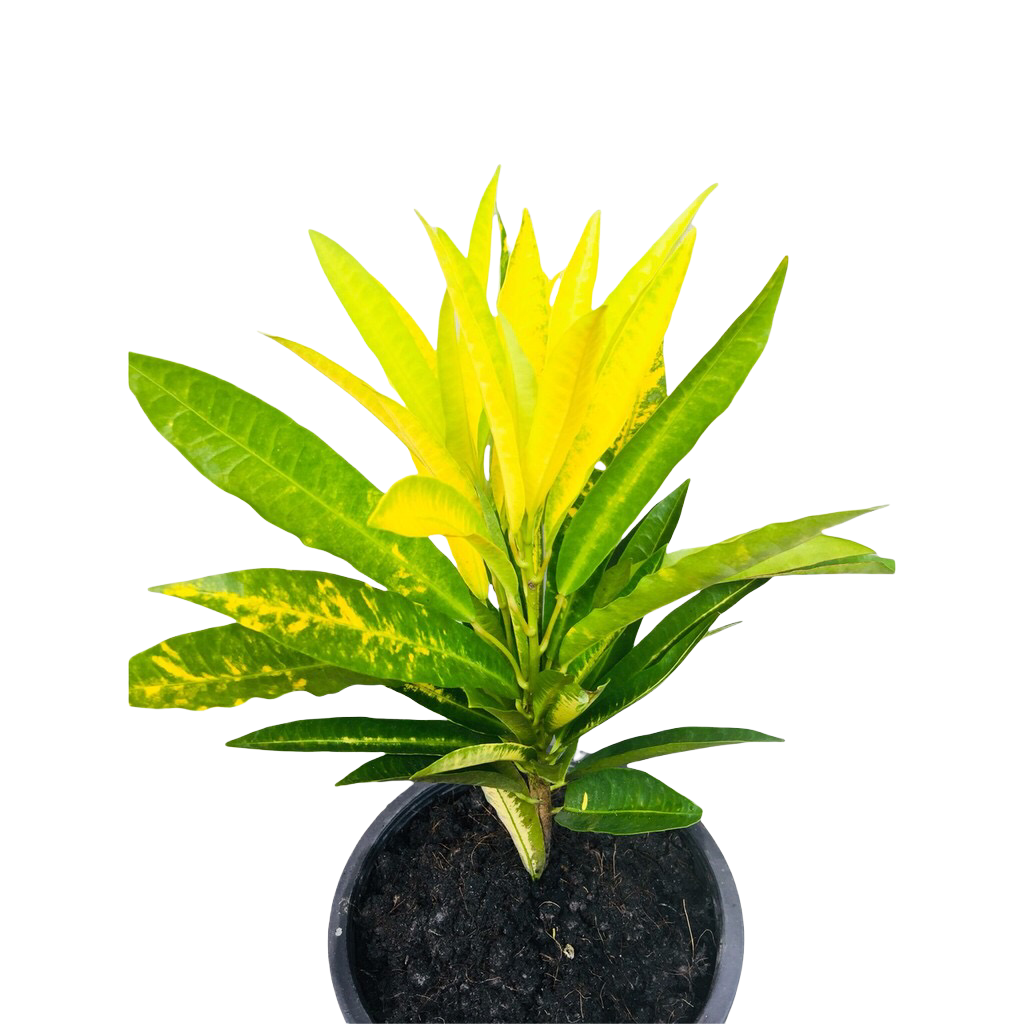 Croton variegatum - Thai Garden Design