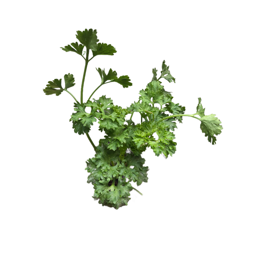 Flat Leaf Parsley - Thai Garden Design