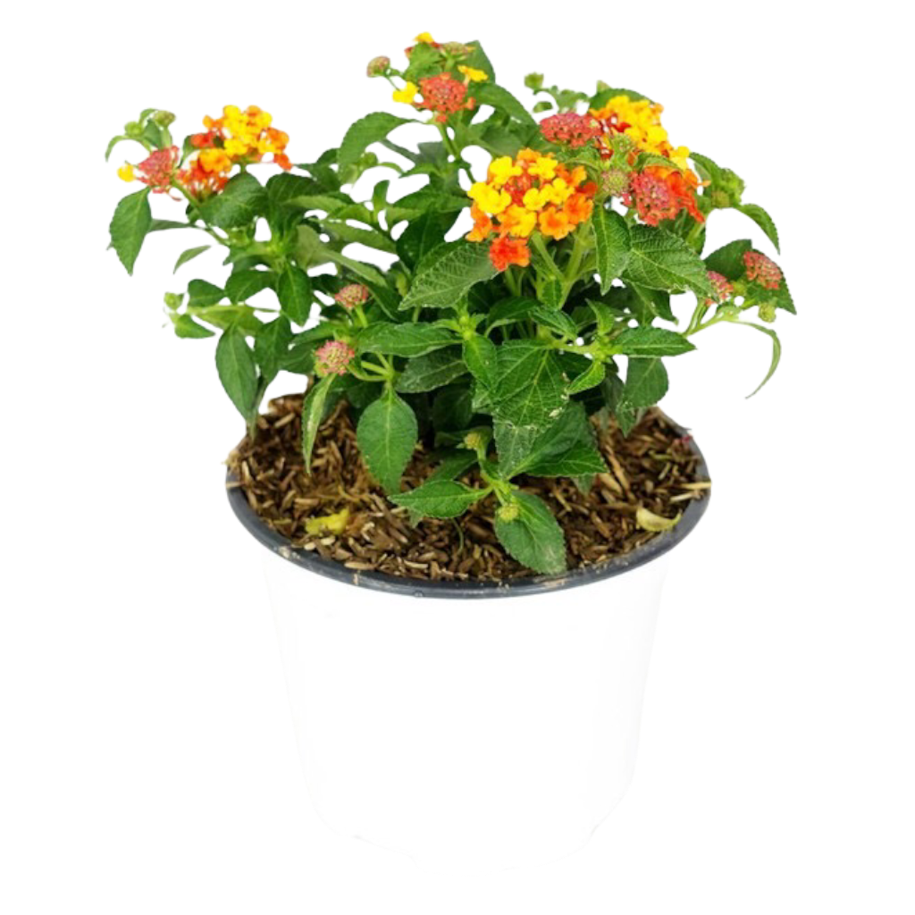 Lantana camara - Thai Garden Design