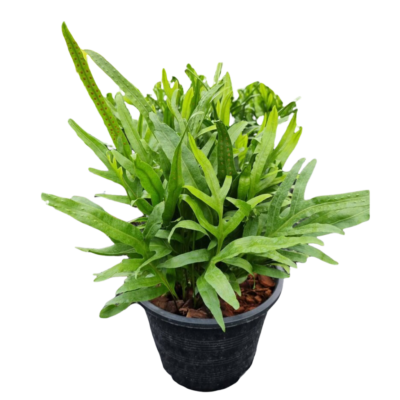 Musk fern - Thai Garden Design