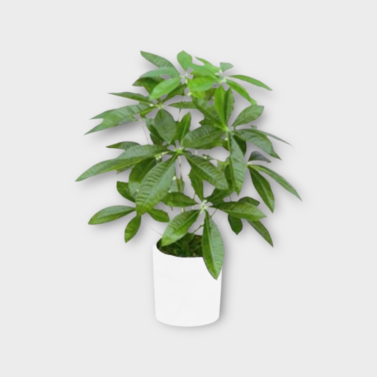 Artificial Money Tree Plant - Thai Garden Design