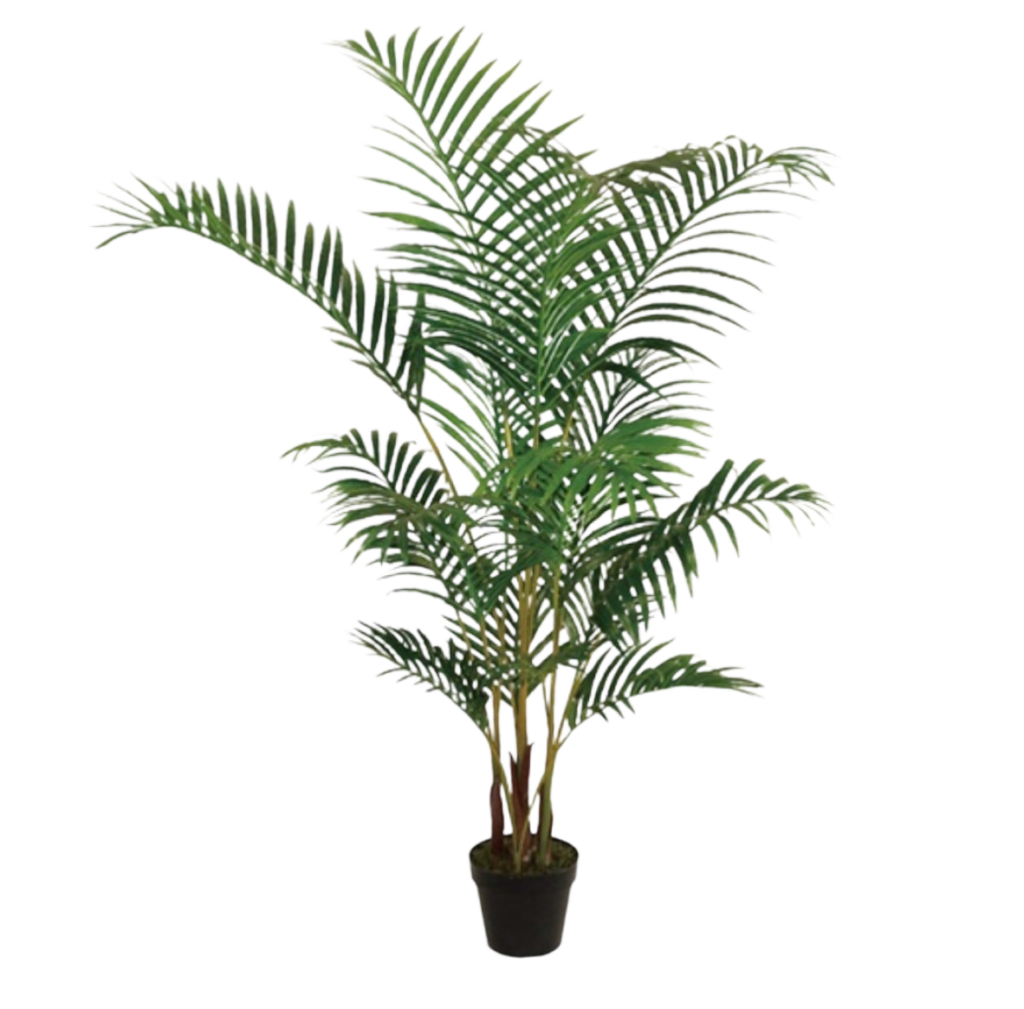 cat-palm - Thai Garden Design