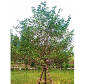 Ironwood Tree - Fagrea fragrans - Thai Garden Design