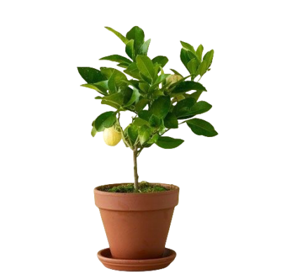 lemon tree - Thai Garden Design