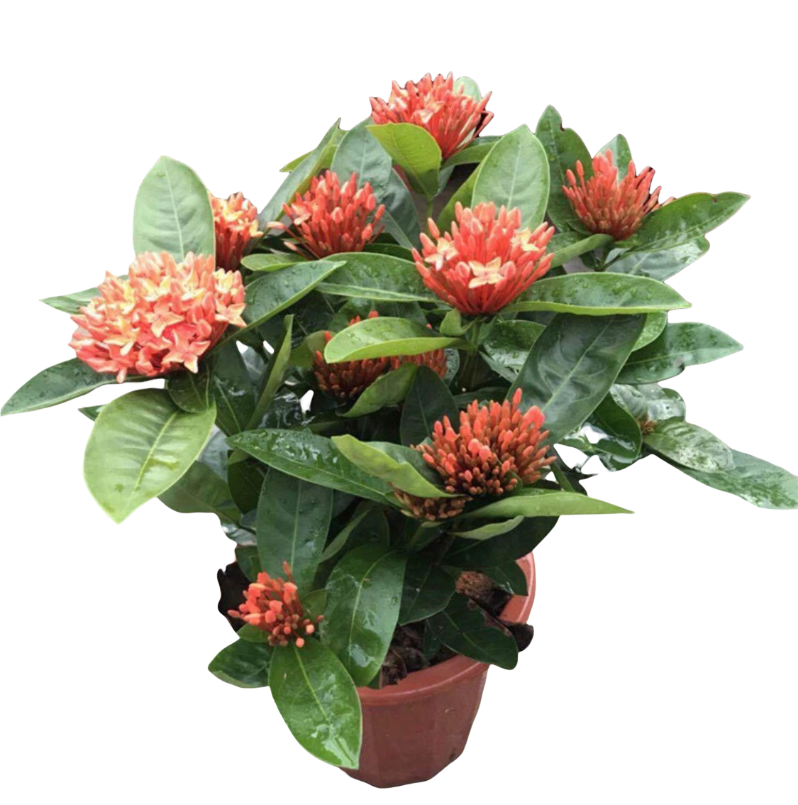 Ixora - Thai Garden Design