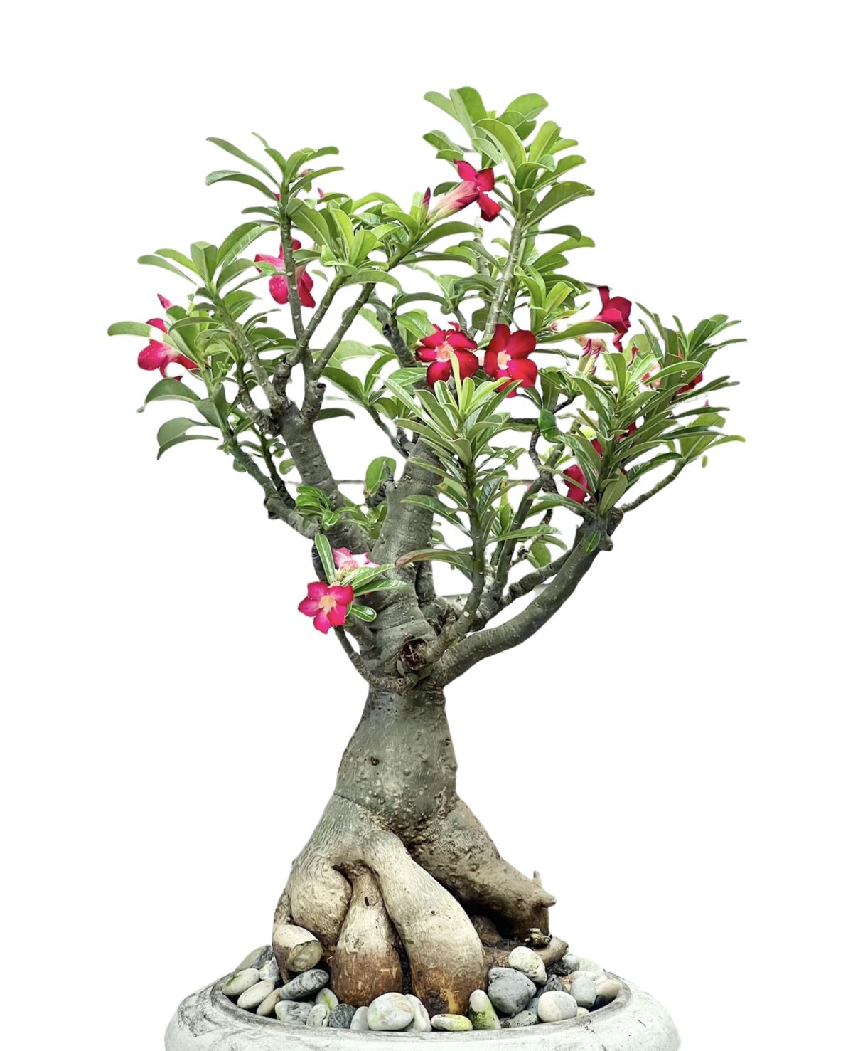 Impala Lily - Thai Garden Design