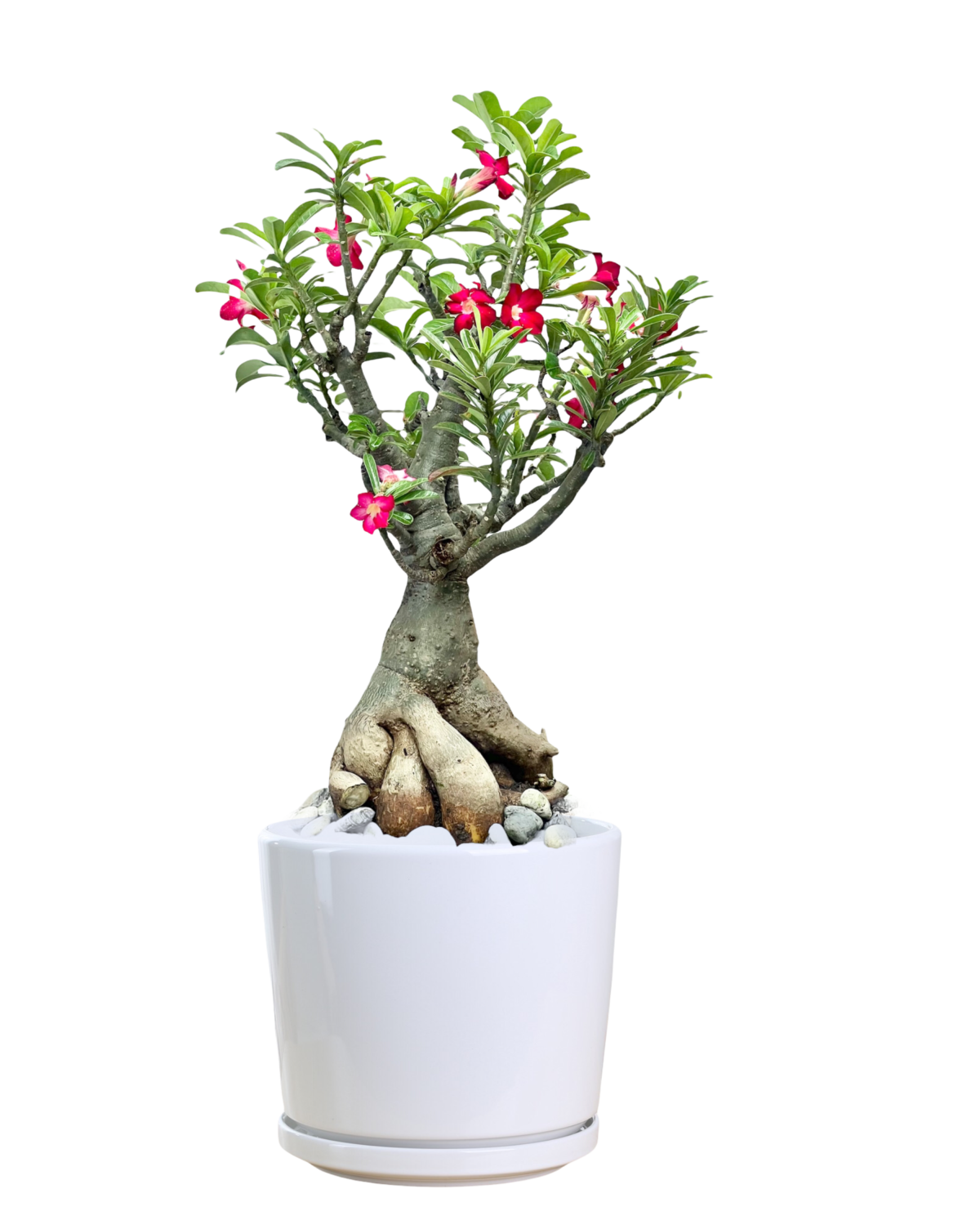 Impala Lily - Thai Garden Design