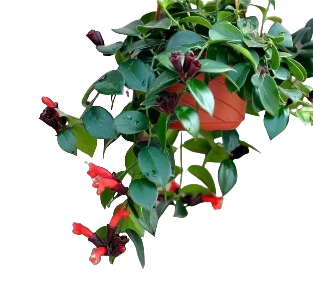 Lipstick Vine - Thai Garden Design