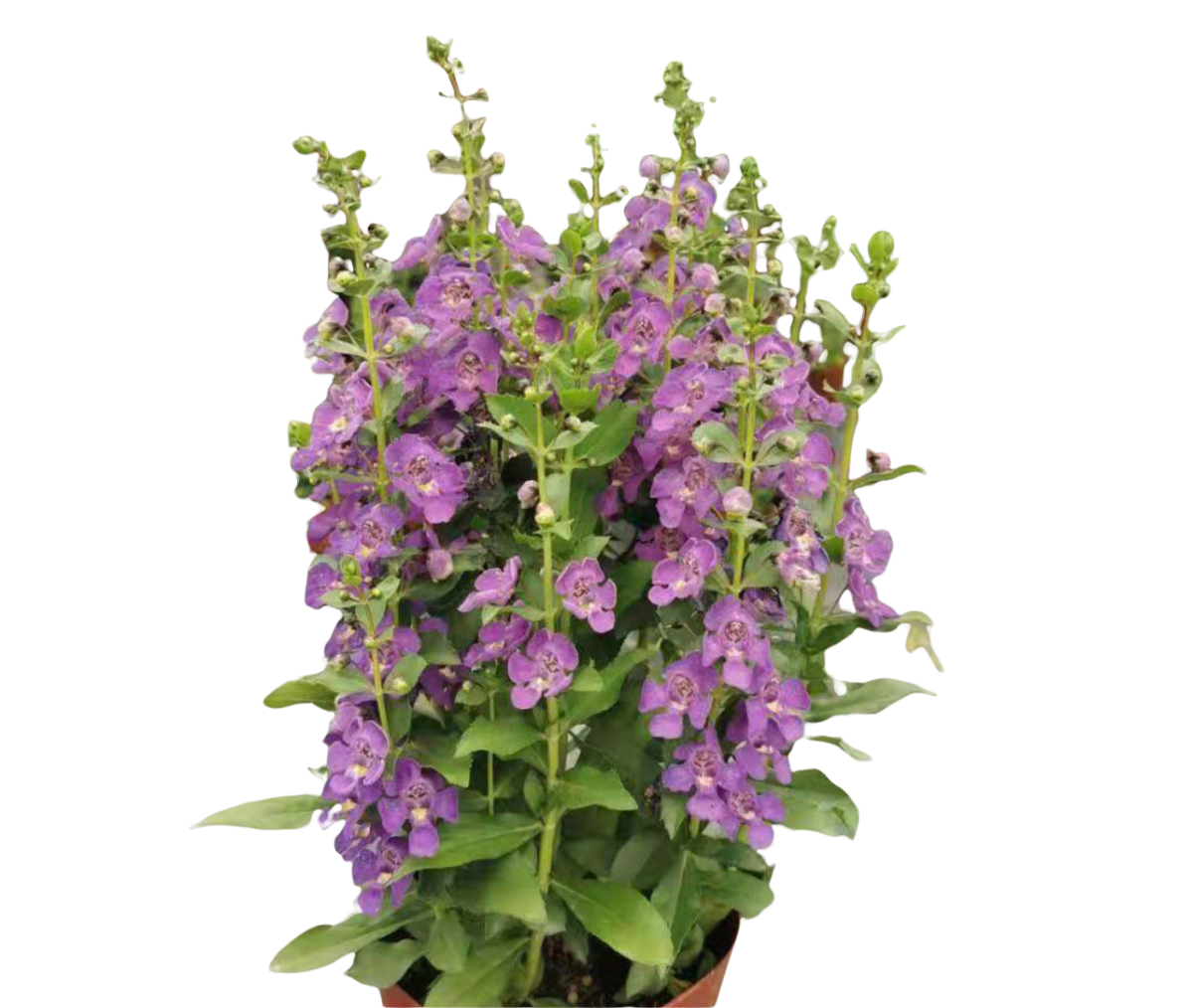 Forget-Me-Not Plants - Thai Garden Design