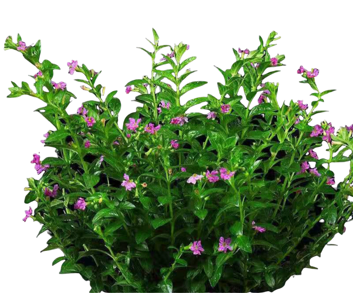 False Heather - Thai Garden Design