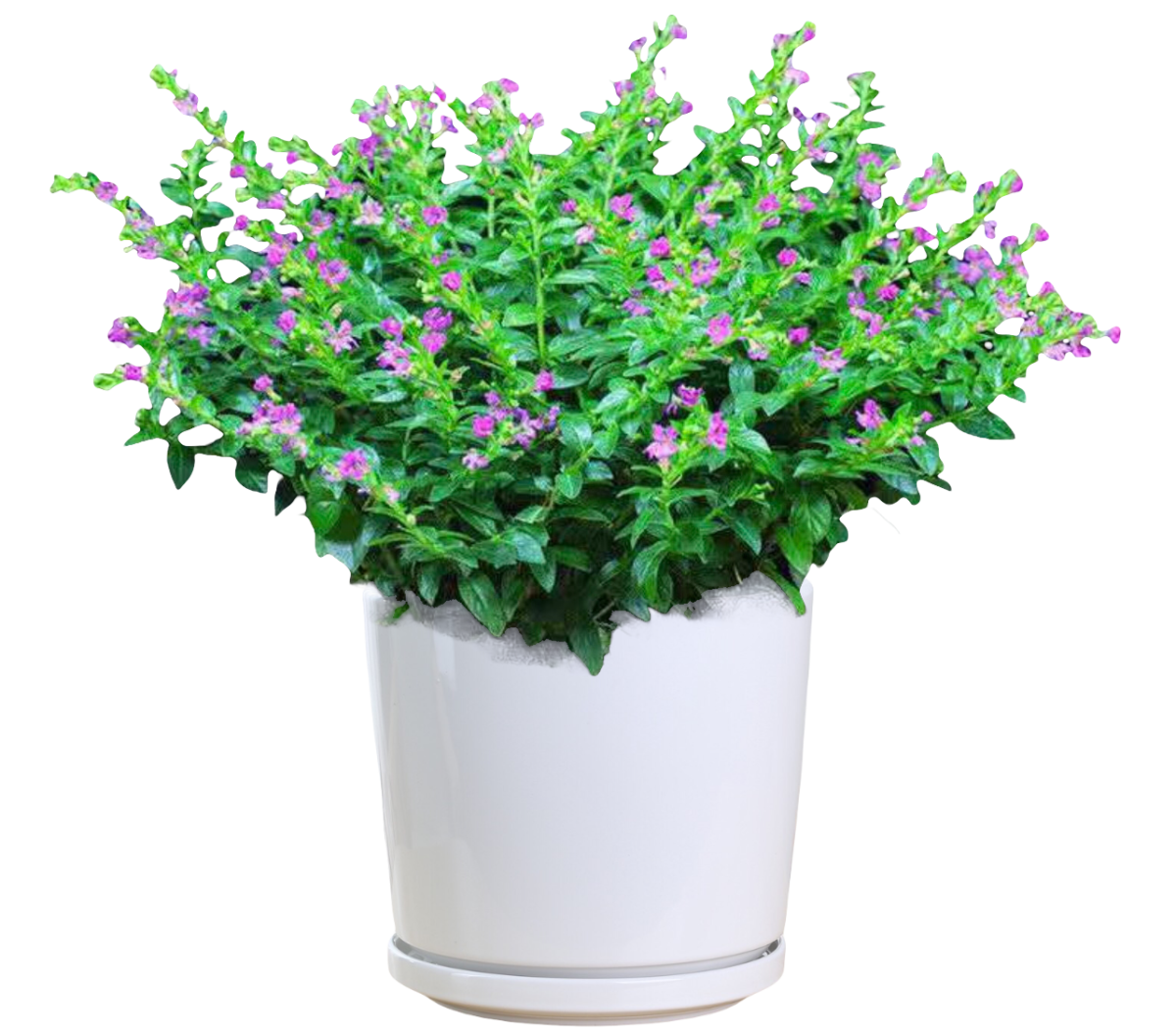 False Heather - Thai Garden Design