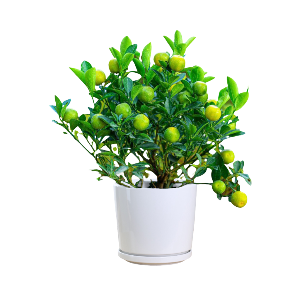 Calamondin - Thai Garden Design