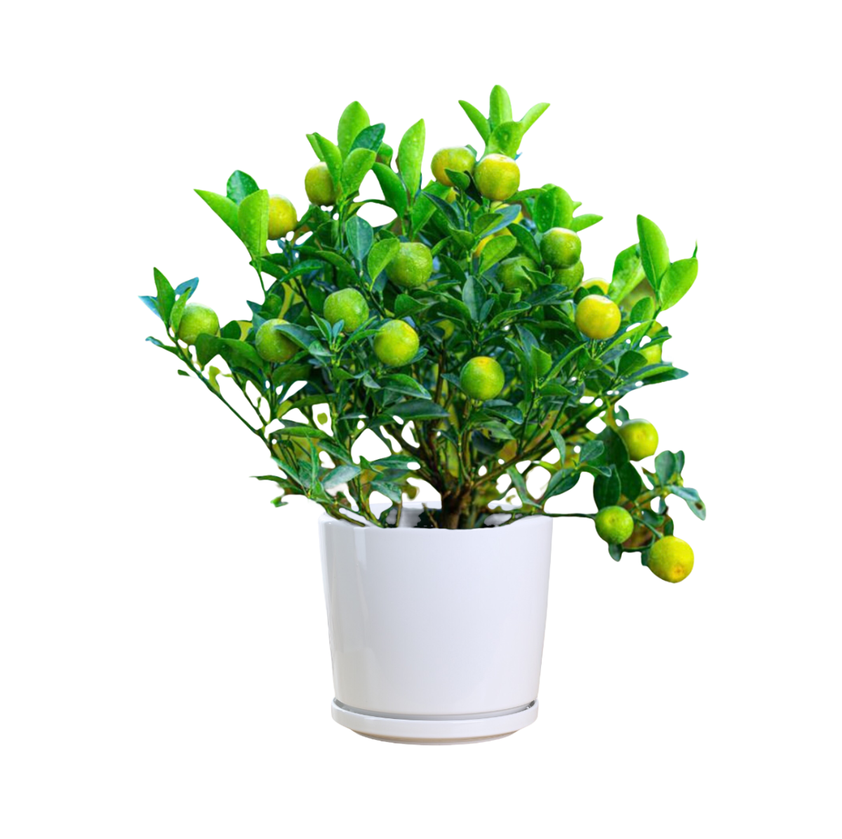 Calamondin - Thai Garden Design