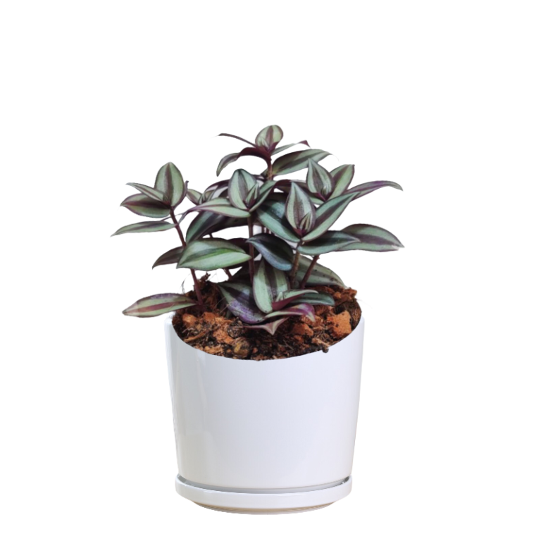 Inch Plant - Thai Garden Design