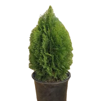 Thuja occidentalis (American arborvitae) - Thai Garden Design