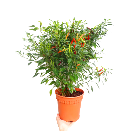 Chilli plant - Thai Garden Design