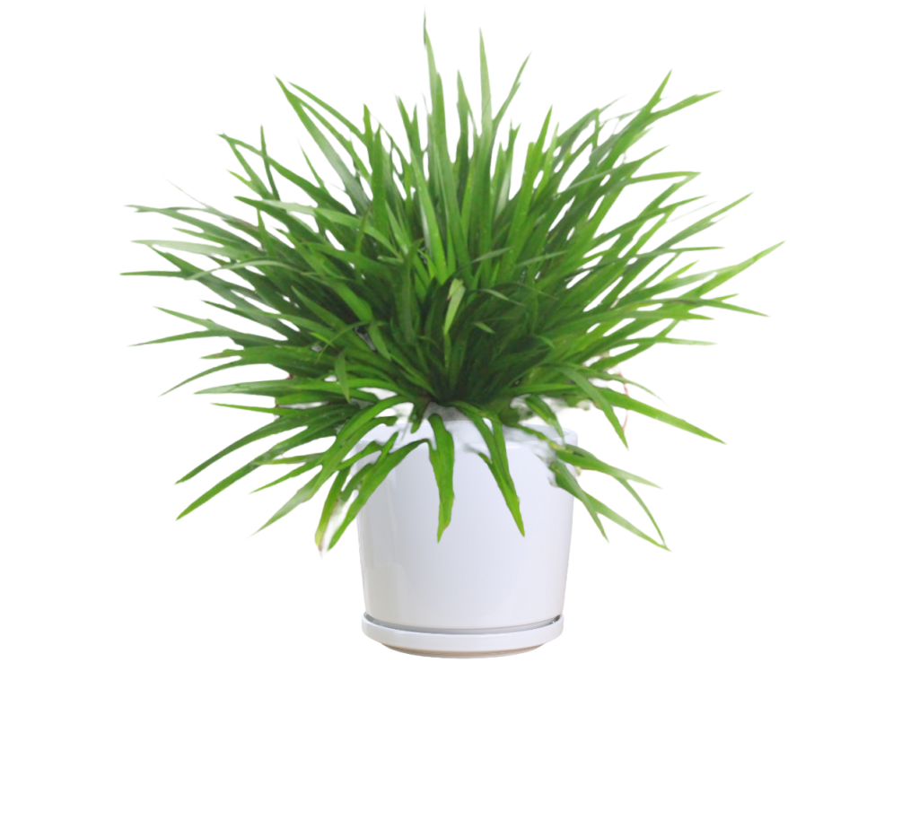 Mini Mondo Grass - Thai Garden Design