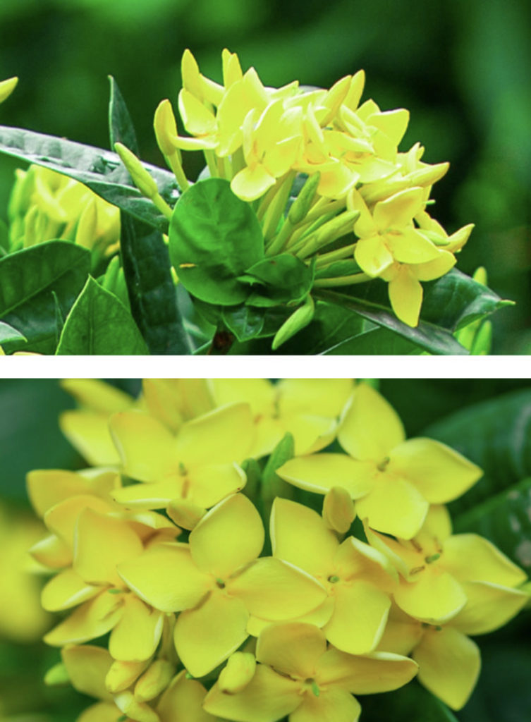 West Indian Jasmine (Yellow) - Thai Garden Design
