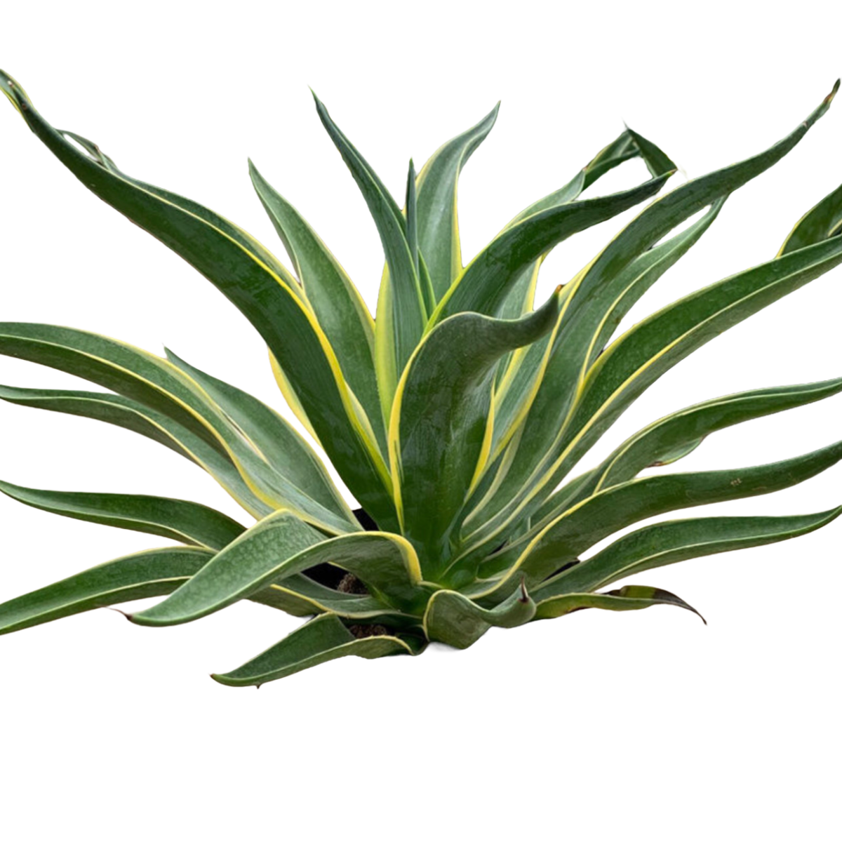 Agave Desmettiana 'Variegata' - Thai Garden Design