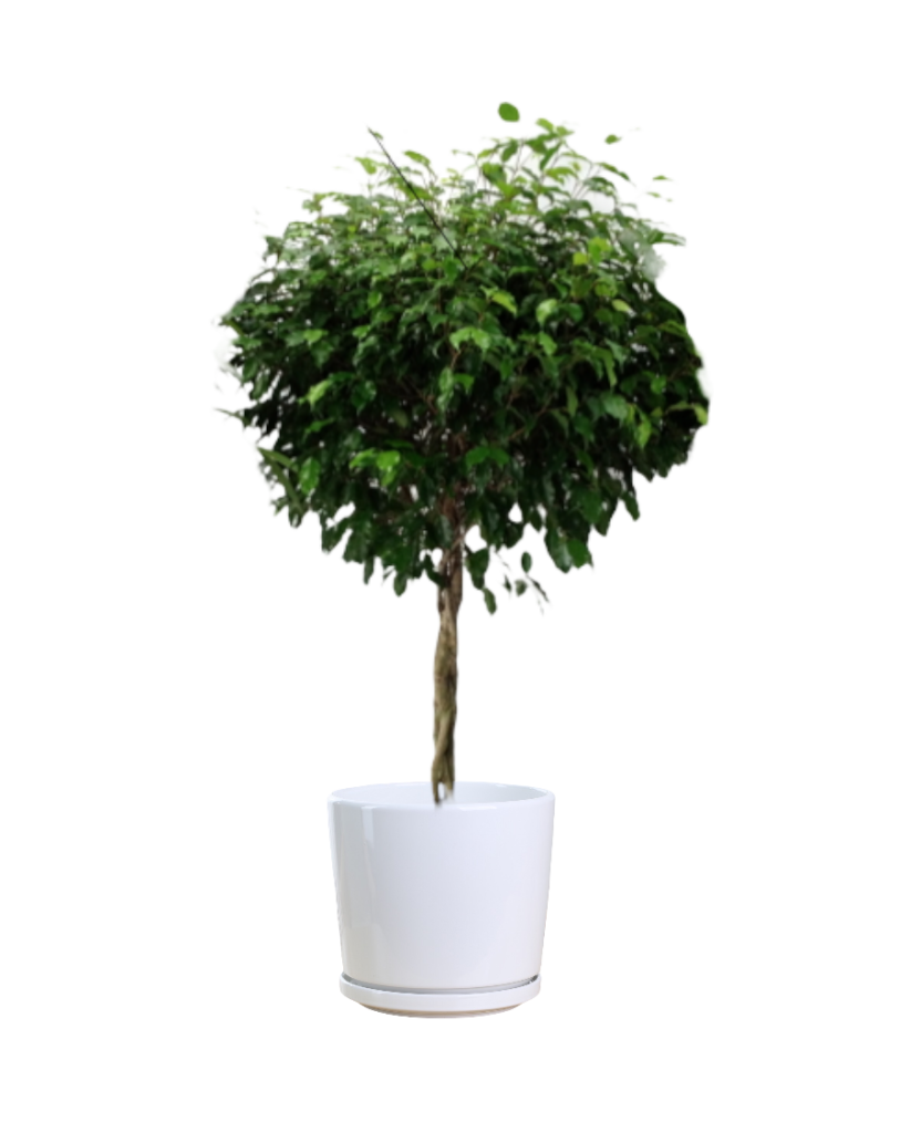 Banyan Tree - Ball Shaped - Thai Garden Design