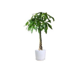 Pachira Money Tree - Thai Garden Design