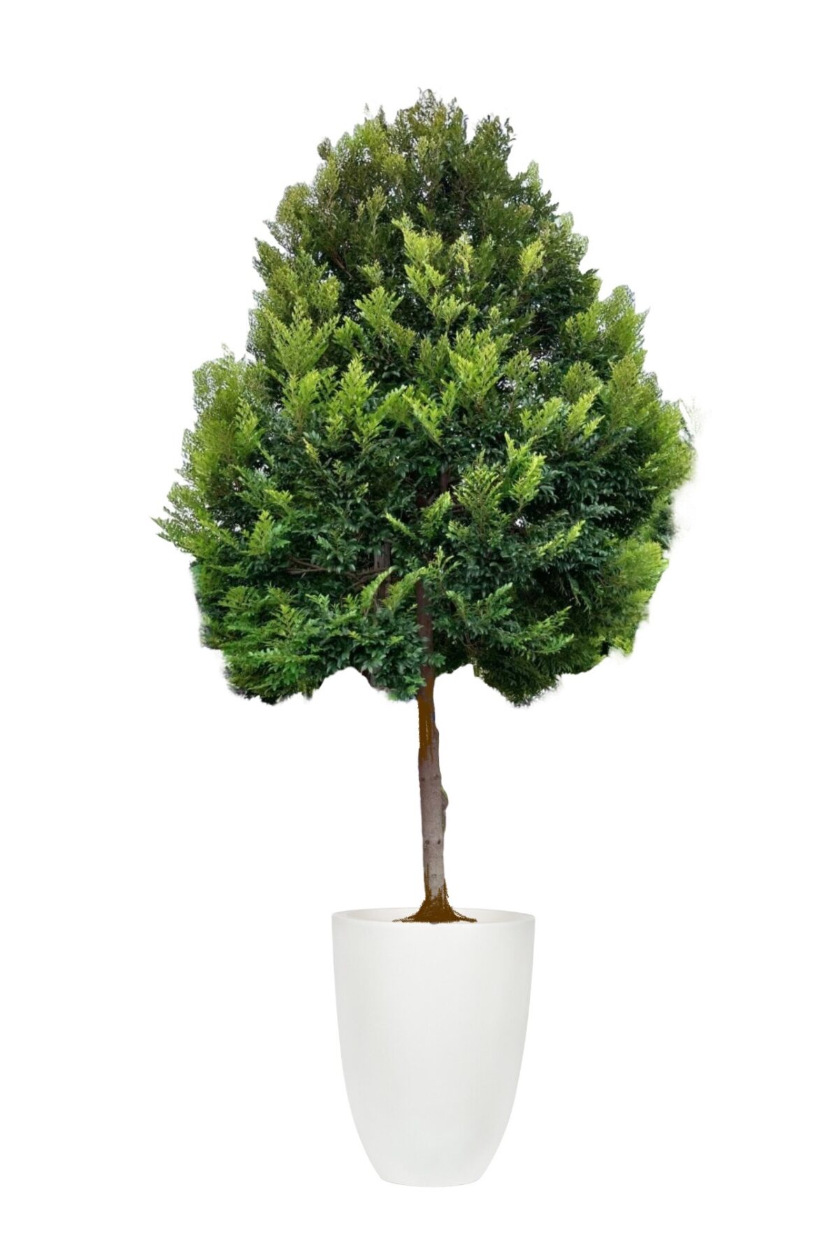 Black Ebony Tree - Thai Garden Design