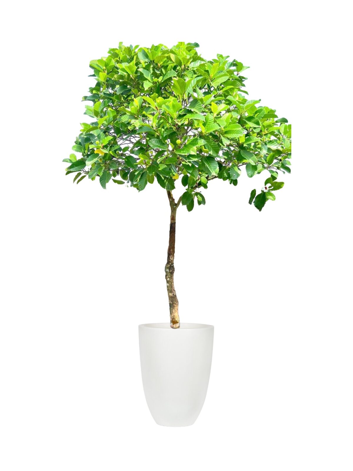 Dillenia suffruticosa - Simpoh air - Thai Garden Design