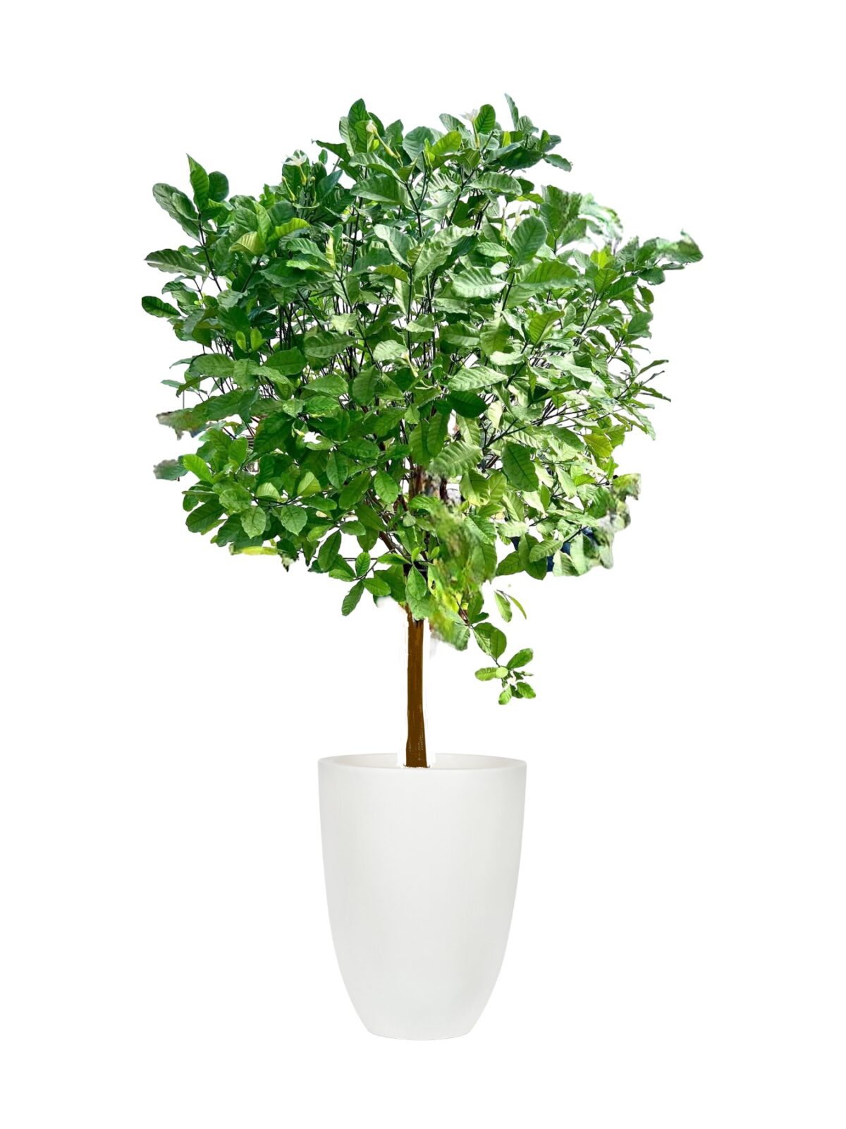 Chiric Sanango - Brunfelsia grandiflora - Thai Garden Design