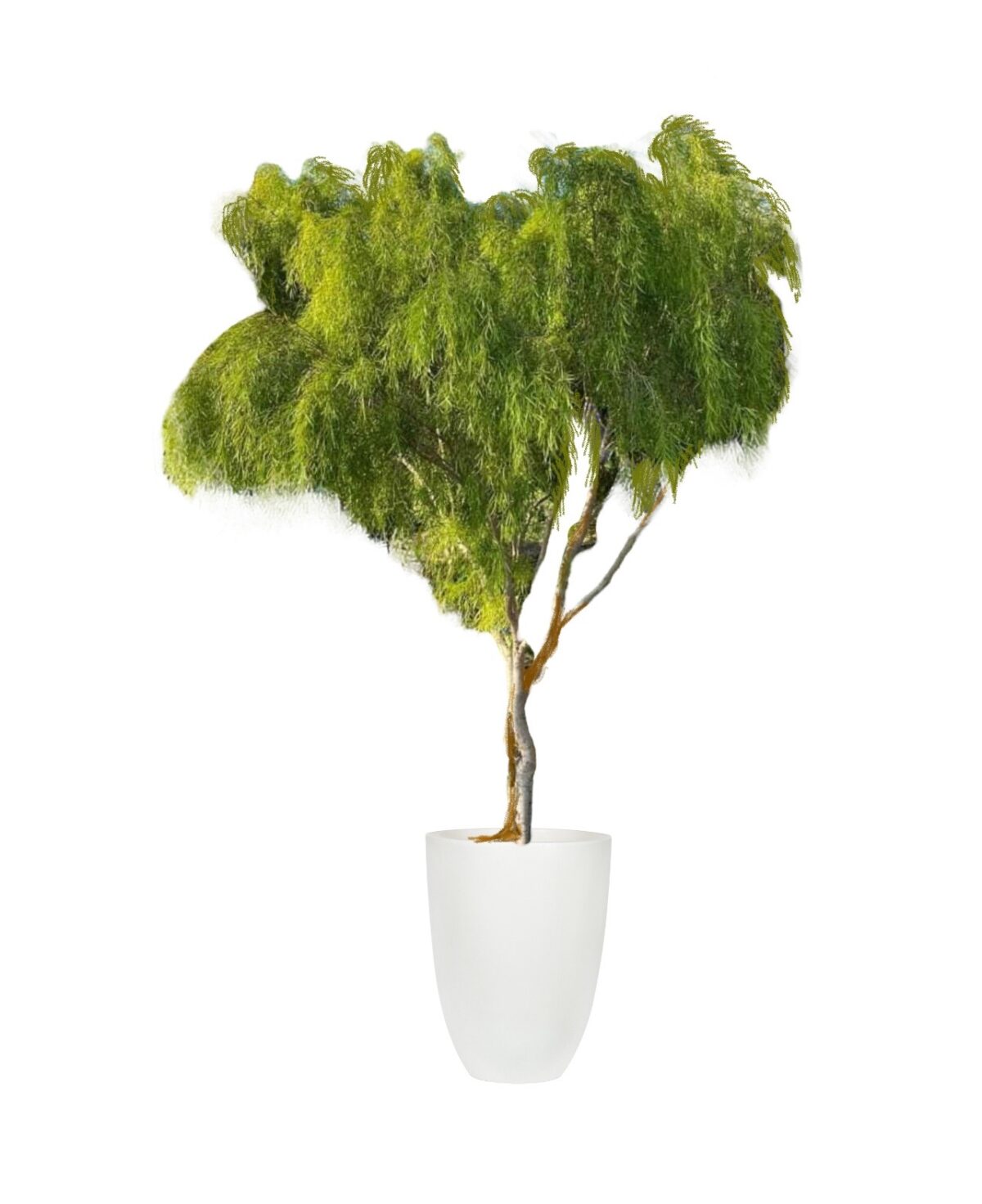 Weeping Willow - Thai Garden Design