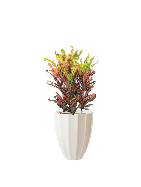 Croton - Fire Red and Yellow - Thai Garden Design