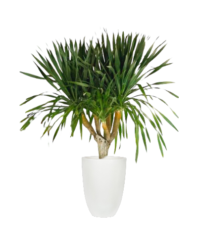 Dragon Tree (Multi-Trunk) - Thai Garden Design