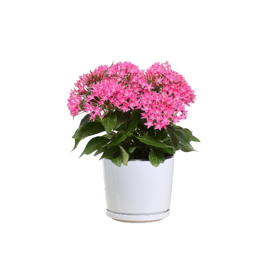 Graffiti Pink Pentas - Thai Garden Design