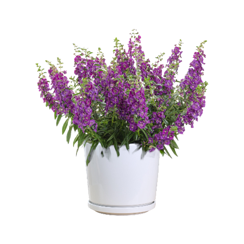 Forget-Me-Not Plant (Purple) - Thai Garden Design